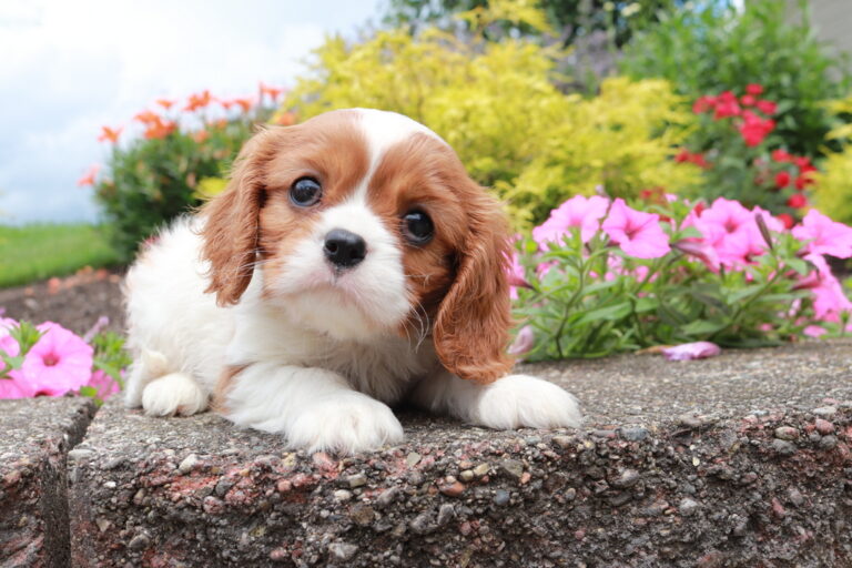 Cavalier King Charles Spaniel Puppies for Sale New York by Shady Grove ...