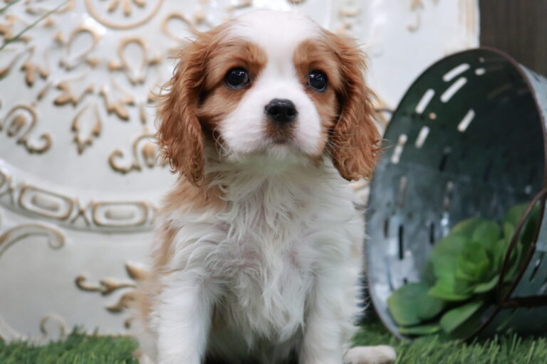 AKC Cavalier King Charles Spaniel Puppies for Sale Connecticut by Shady ...