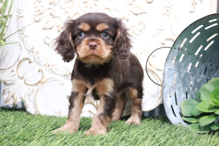AKC Cavalier King Charles Spaniel Puppies for Sale Virginia by Shady ...