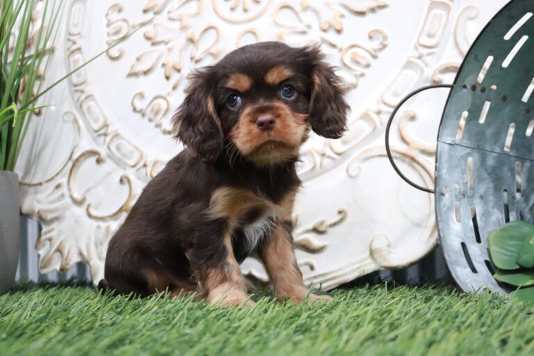 AKC Cavalier King Charles Spaniel Puppies for Sale Virginia by Shady ...
