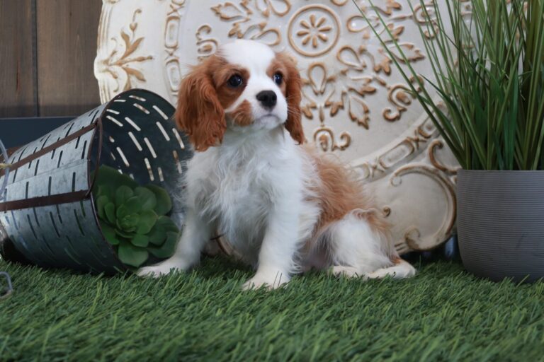 AKC Cavalier King Charles Spaniel Puppies for Sale Virginia by Shady ...