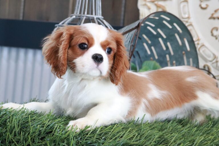 AKC Cavalier King Charles Spaniel Puppies for Sale Virginia by Shady ...