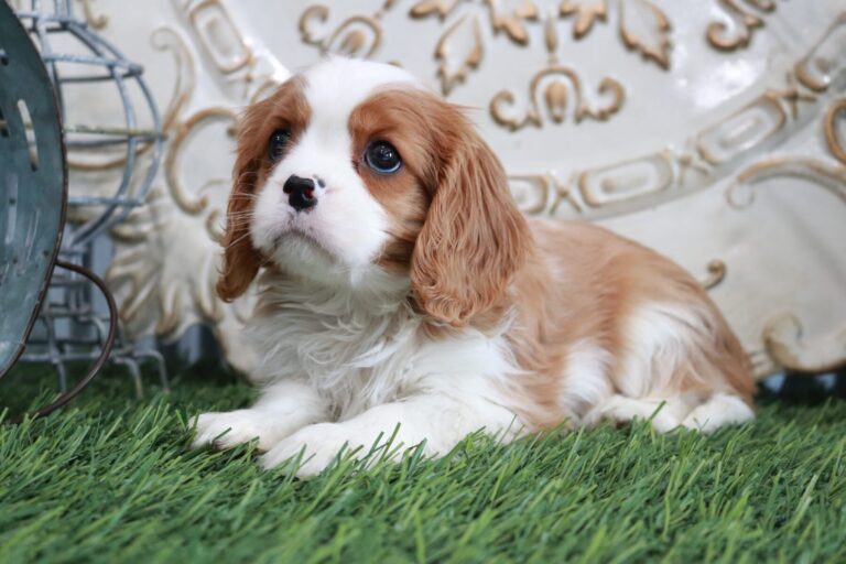 AKC Cavalier King Charles Spaniel Puppies for Sale Virginia by Shady ...