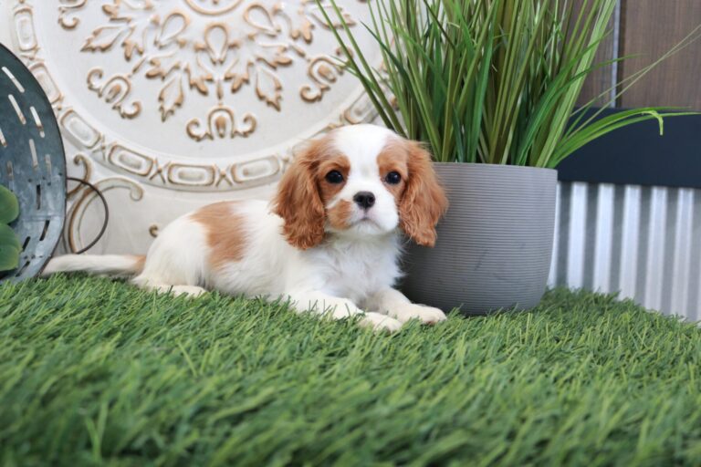 AKC Cavalier King Charles Spaniel Puppies for Sale Virginia by Shady ...