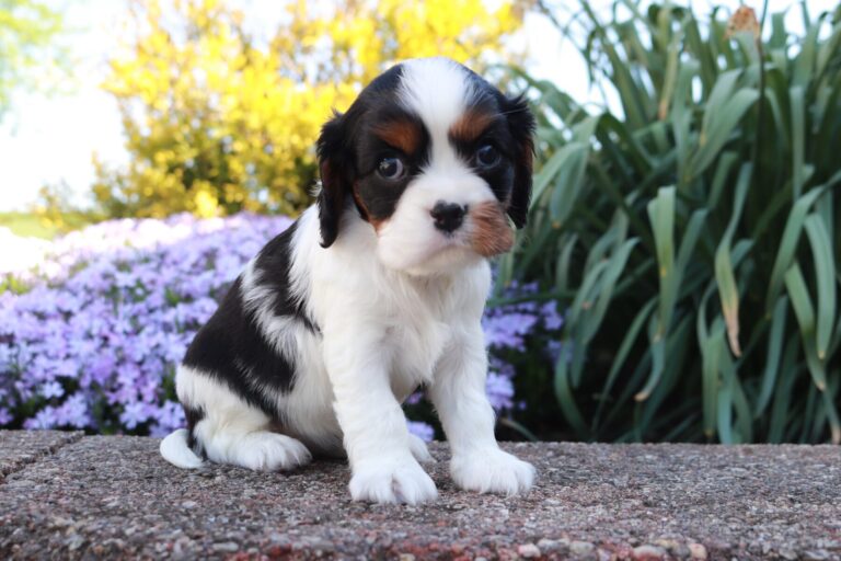 AKC Cavalier King Charles Spaniel Puppies for Sale Hartford, CT by ...