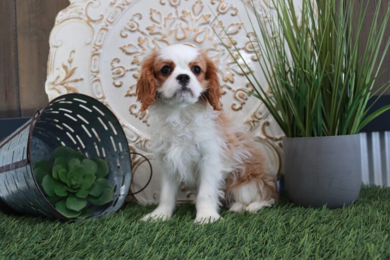 AKC Cavalier King Charles Spaniel Puppies for Sale in Florida by Shady ...