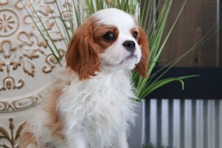 AKC Cavalier King Charles Spaniel Puppies for Sale in Florida by Shady ...