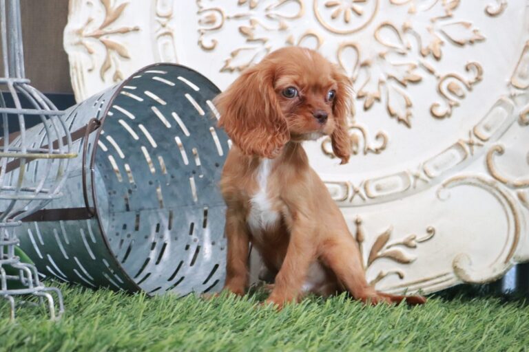 AKC Cavalier King Charles Spaniel Puppies for Sale Virginia by Shady ...