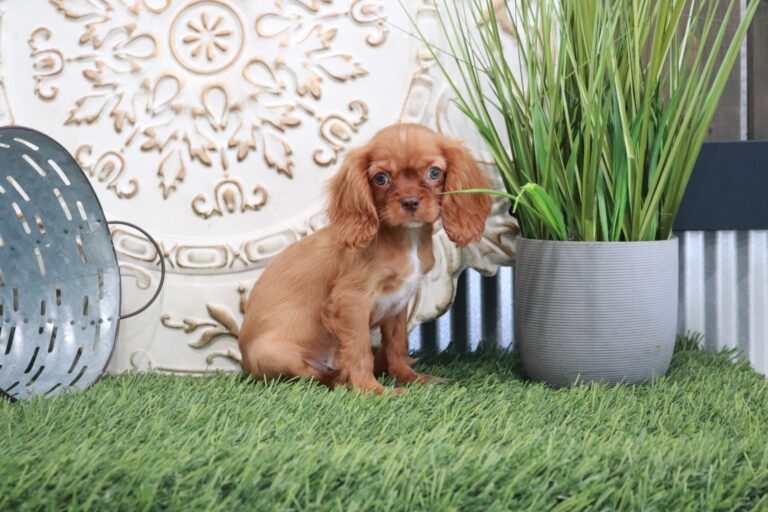 AKC Cavalier King Charles Spaniel Puppies for Sale Virginia by Shady ...