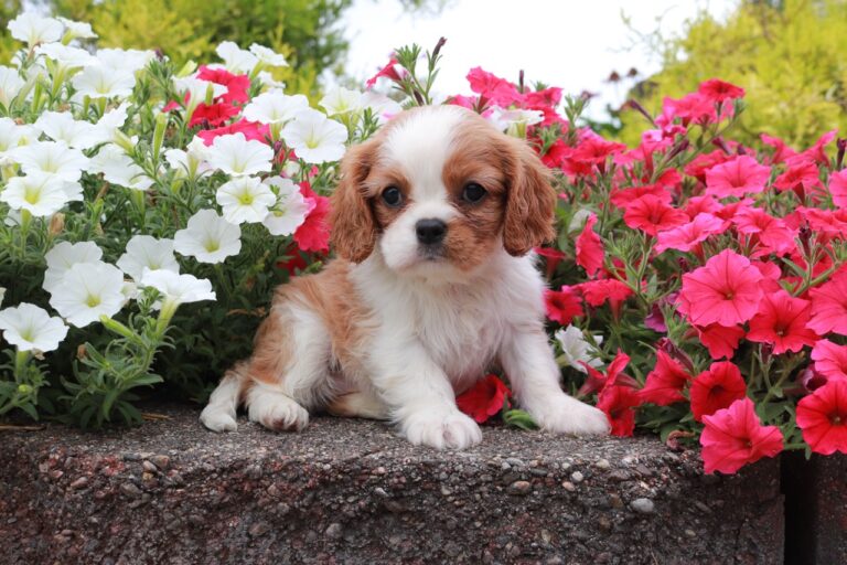 AKC Cavalier King Charles Spaniel Puppies for Sale Virginia by Shady ...