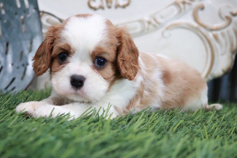 AKC Cavalier King Charles Spaniel Puppies for Sale Virginia by Shady ...