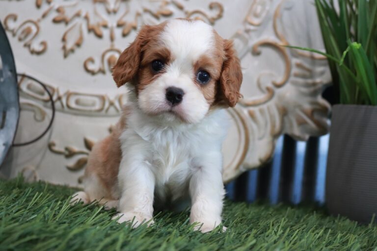 AKC Cavalier King Charles Spaniel Puppies for Sale Virginia by Shady ...