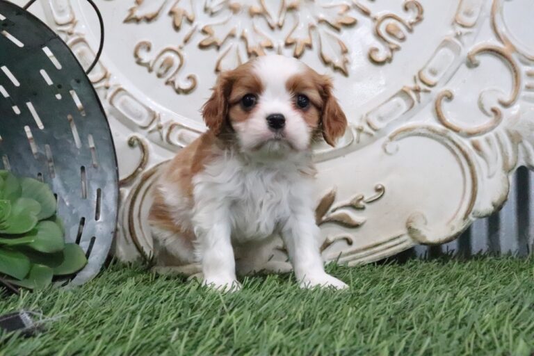 AKC Cavalier King Charles Spaniel Puppies for Sale NYC by Shady Grove ...