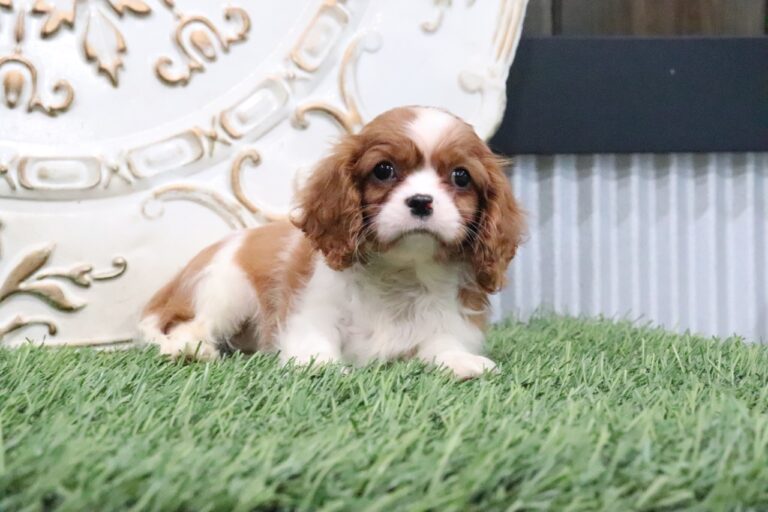 AKC Cavalier King Charles Spaniel Puppies for Sale Virginia by Shady ...
