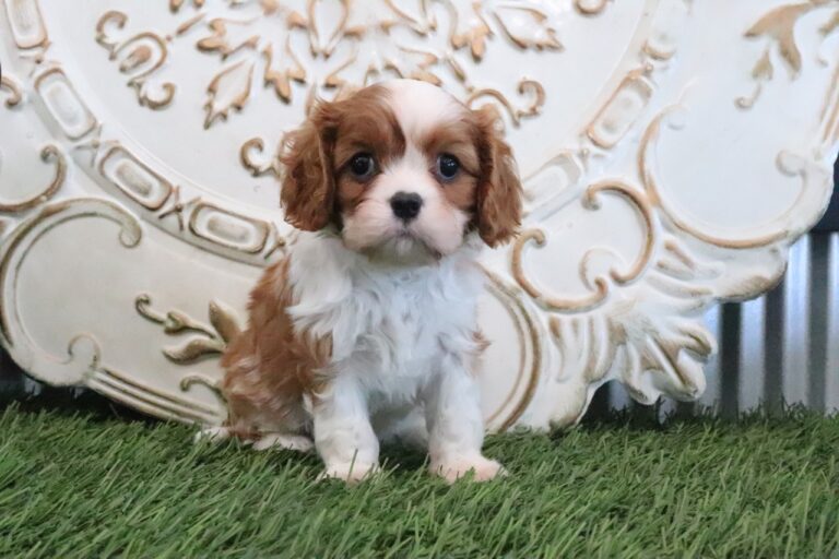 AKC Cavalier King Charles Spaniel Puppies for Sale Virginia by Shady ...